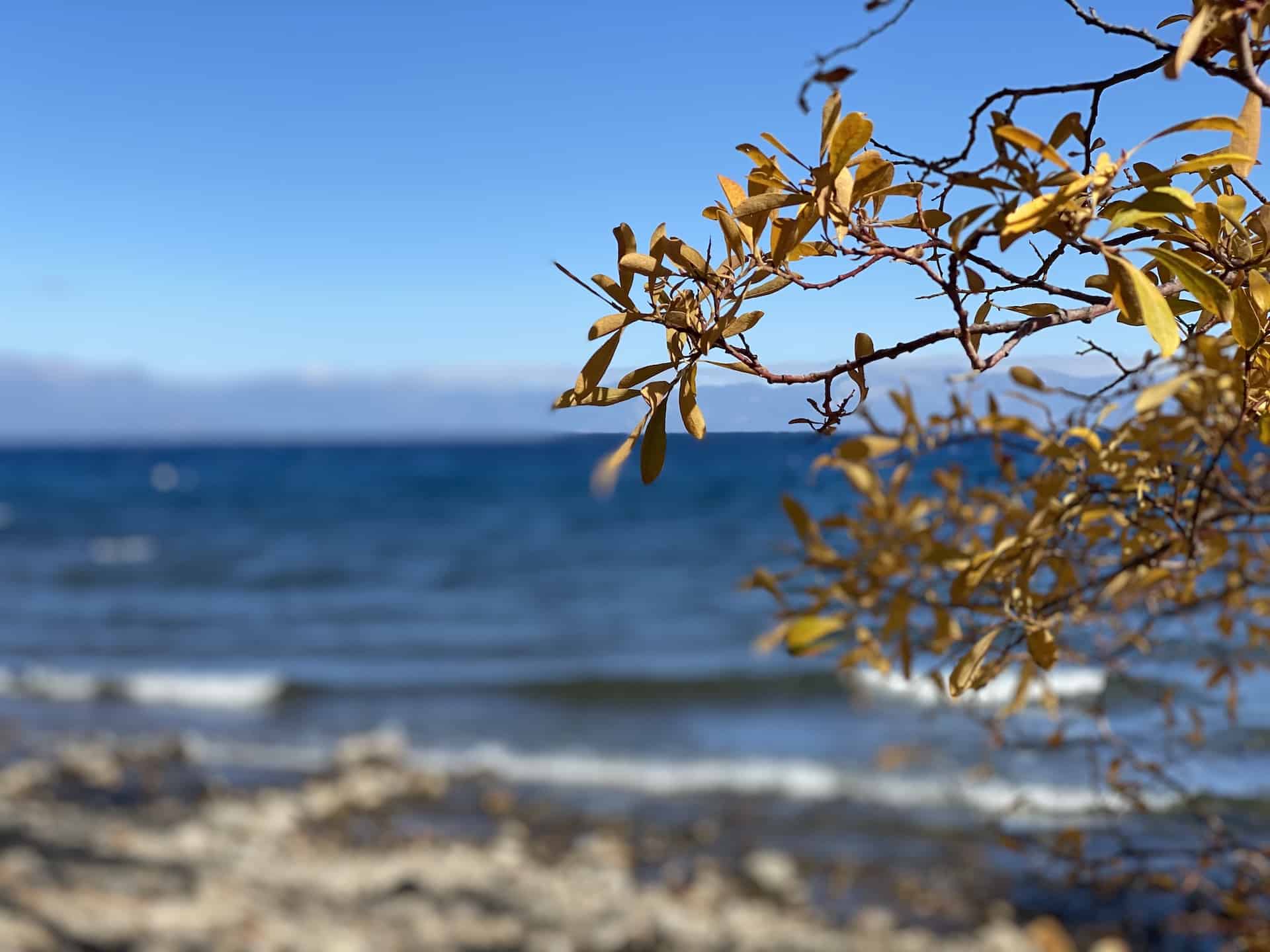 Best Spots to Enjoy Fall Foliage in Lake Tahoe - Life with Ariel🐶