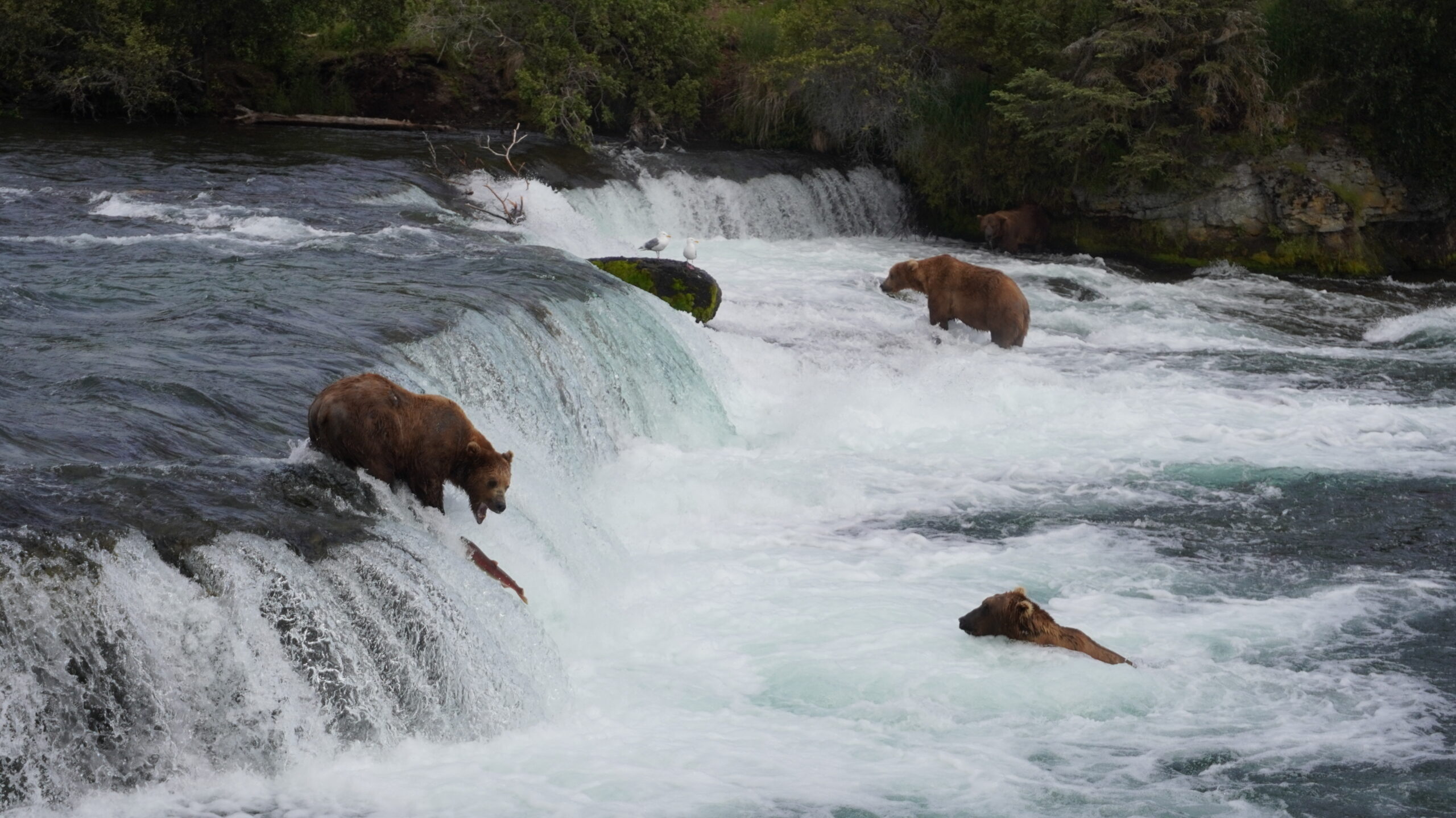 World Famous Bear Watching at Brooks Falls - Life with Ariel🐶